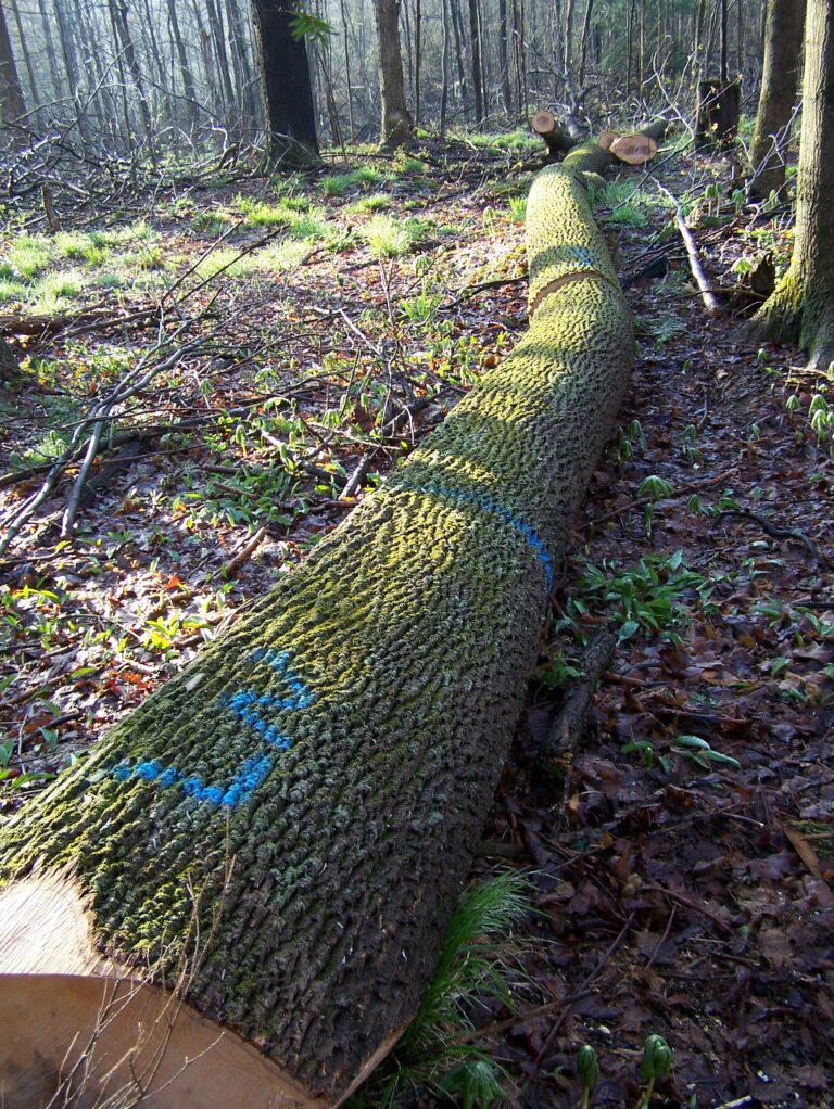 American Ash - Firth Hardwood Export Logs