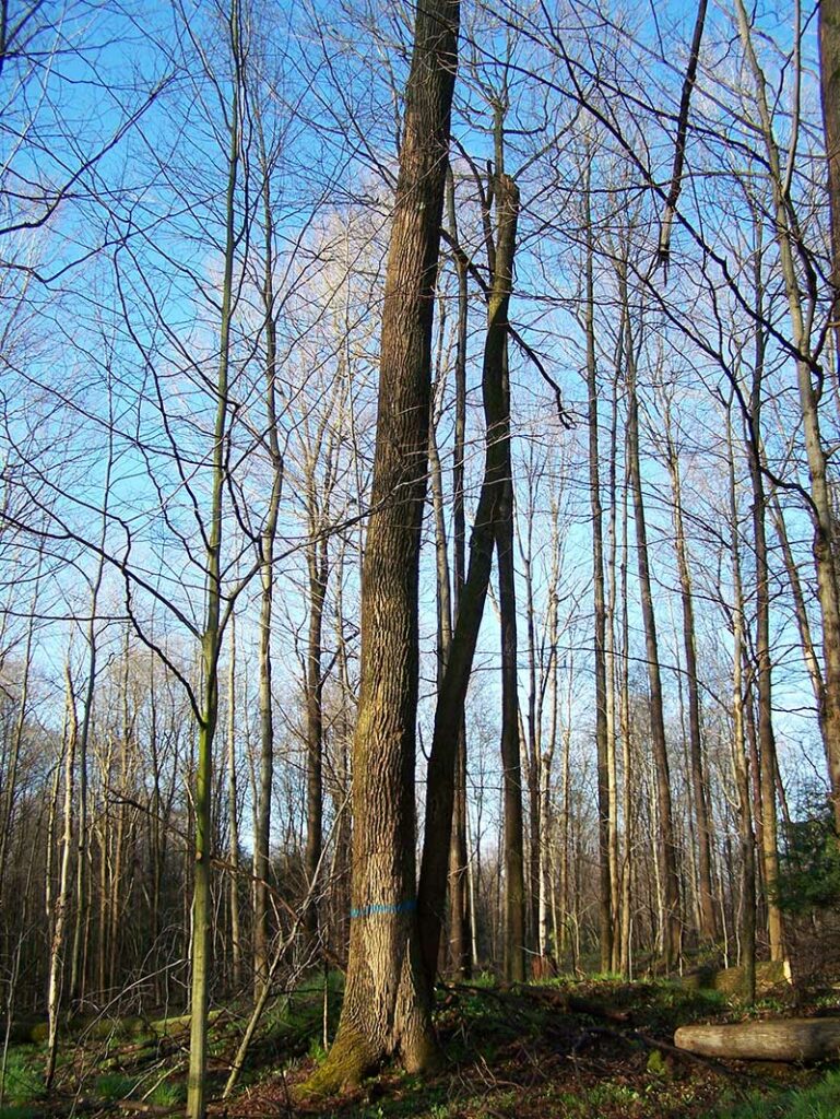 American Ash - Firth Hardwood Export Logs