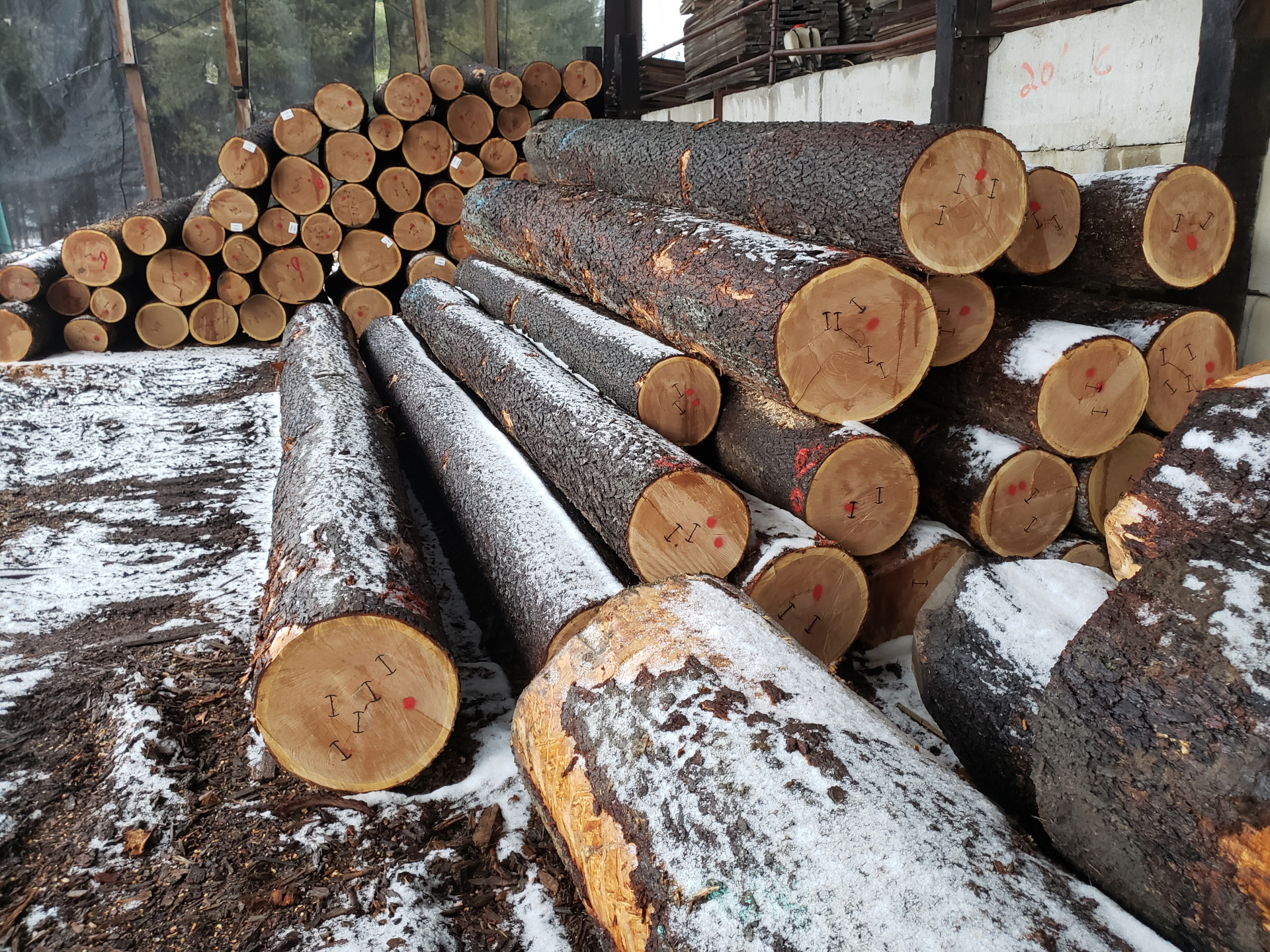 American Black Cherry - Firth Hardwood Export Logs