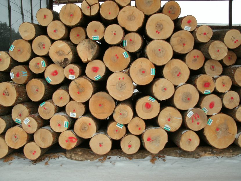 Hard Maple - Firth Hardwood Export Logs