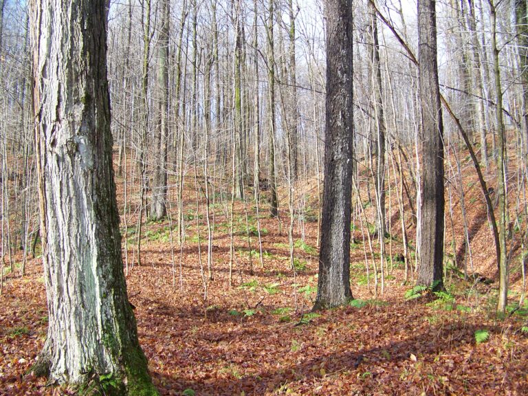 Hard Maple - Firth Hardwood Export Logs