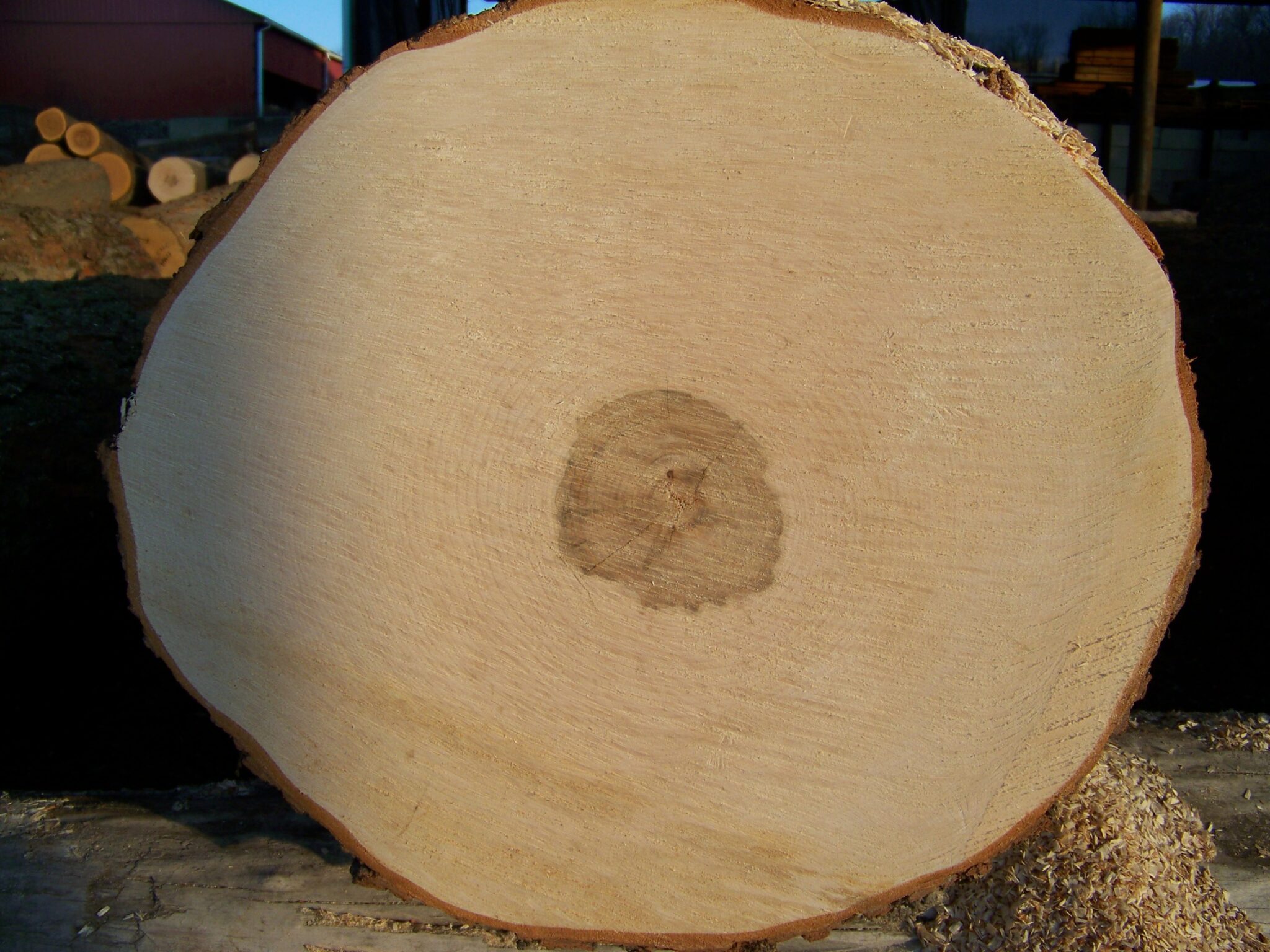 Hard Maple - Firth Hardwood Export Logs