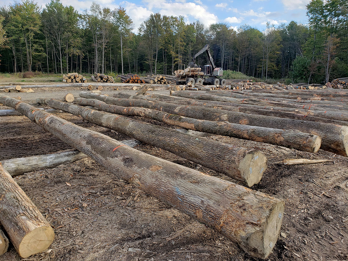 American Ash - Firth Hardwood Export Logs
